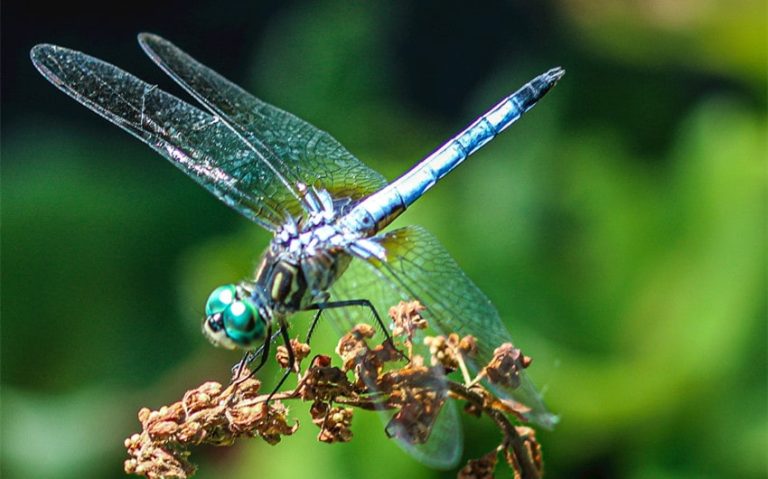 12 Fun Facts About Dragonflies and Their Secret World