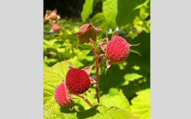Explore 20 Tasty Foods That Start With Th to Enhance Your Diet