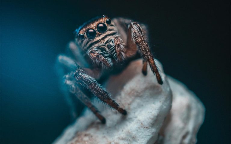 170 Unique Spider Names for Your Eight-Legged Friend