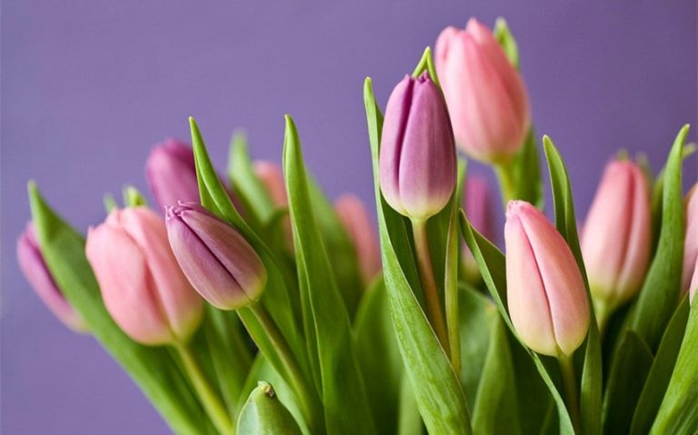 Unlock the Secrets of Tulip Meaning With These 6 Insights